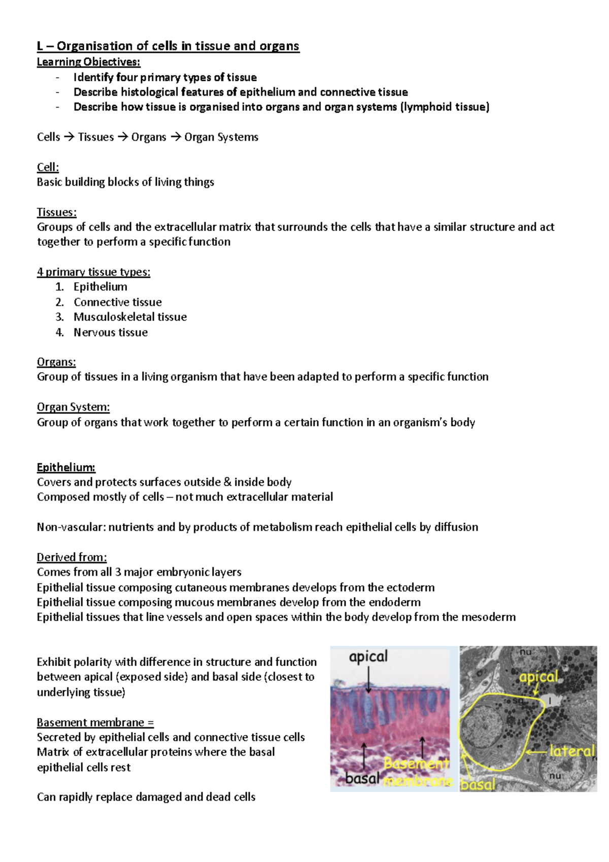 L9 - Organisation of cells in tissues and organs - L – Organisation of ...