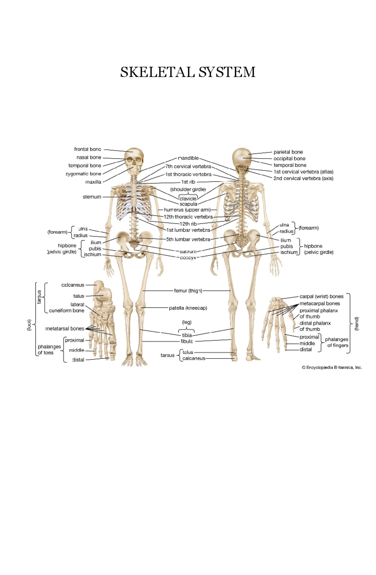 Skeletal System - Physical Science - SKELETAL SYSTEM RESPIRATORY SYSTEM ...
