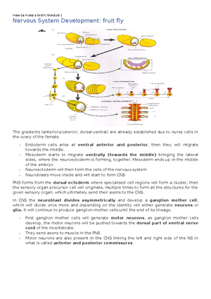 L21 Early life programming of brain development Epigenetics I - L21 ...