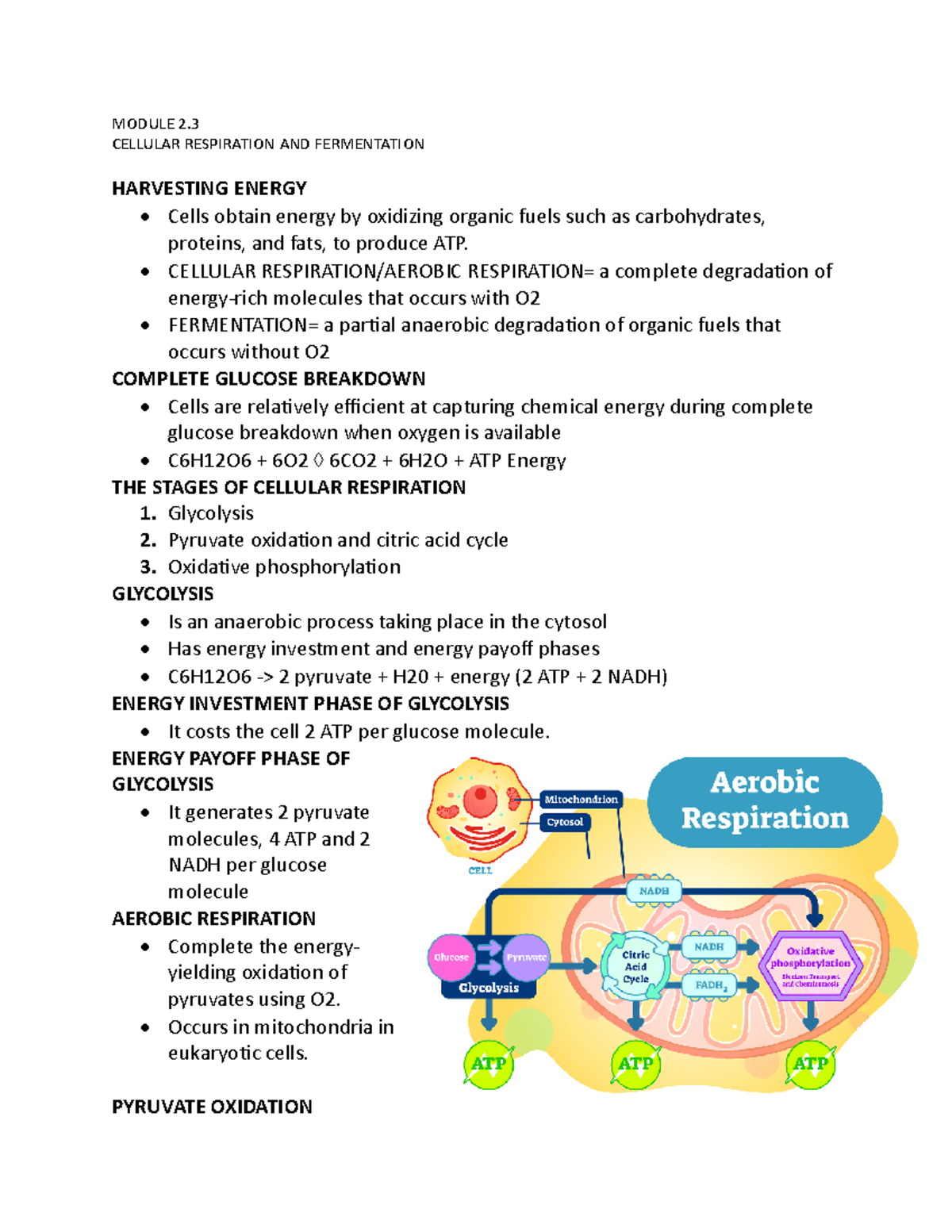 Bio102 Notes #3 - MODULE 2. CELLULAR RESPIRATION AND FERMENTATION ...