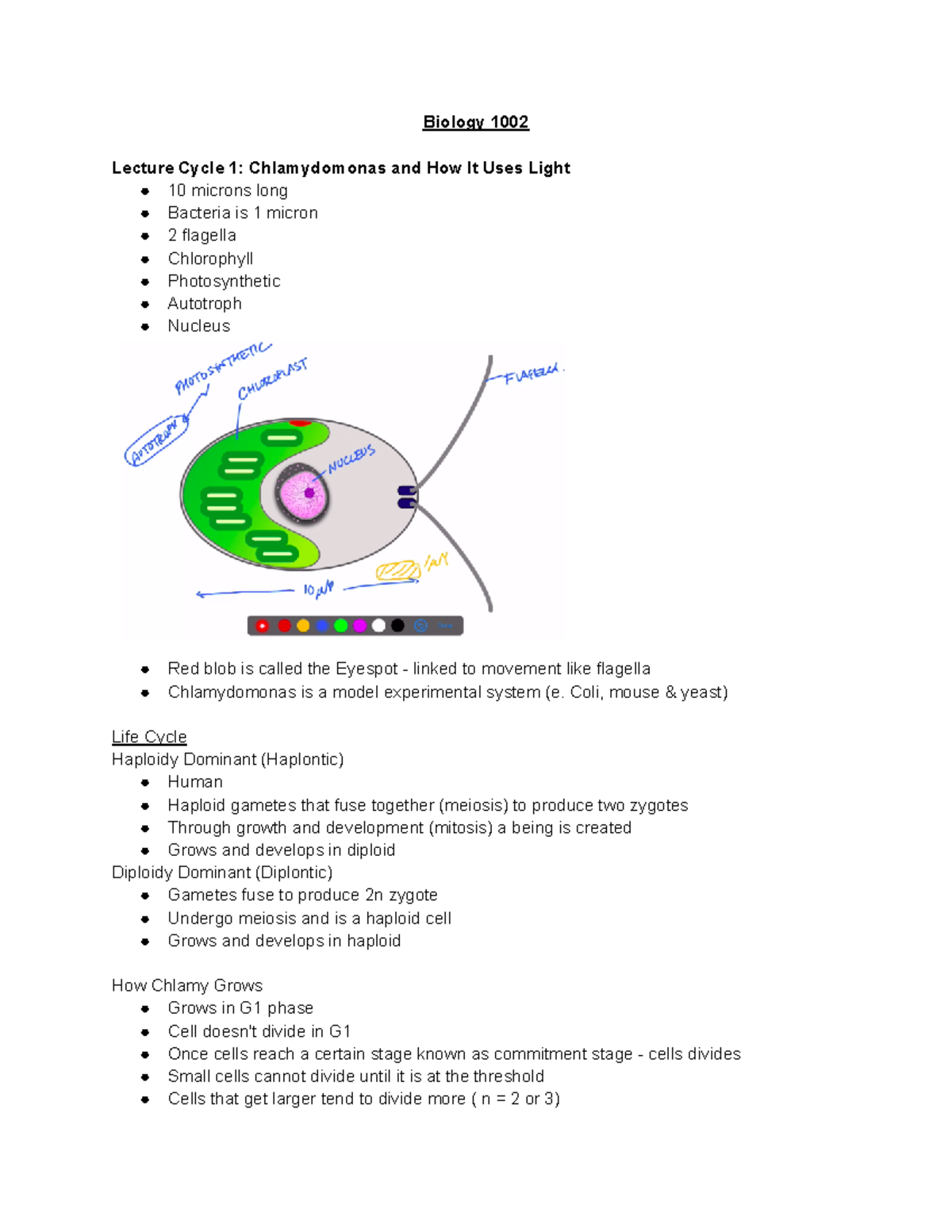 Biology 1002 Class Notes - Biology 1002 Lecture Cycle 1: Chlamydomonas ...