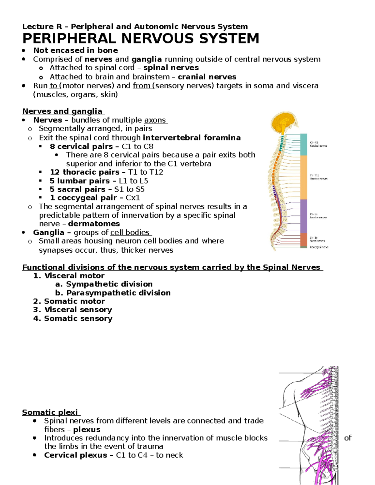 Peripheral and autonomic nervous system - PERIPHERAL NERVOUS SYSTEM Not ...