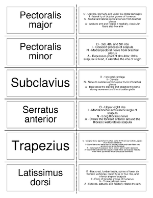 Muscle-OINA - Muscle OINA summarized. - Clinical Anatomy by Regions ...