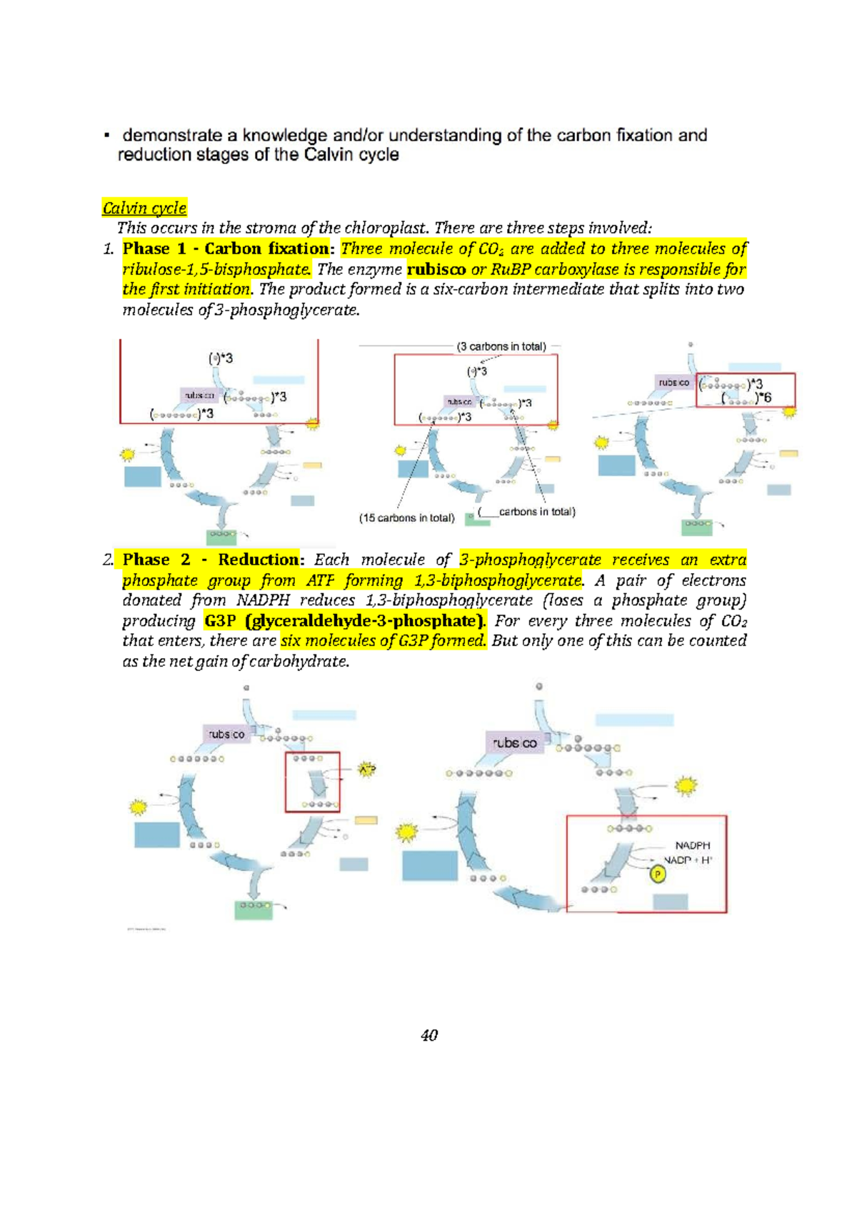Week 8 - Lecture notes 8 - Calvin cycle This occurs in the stroma of ...