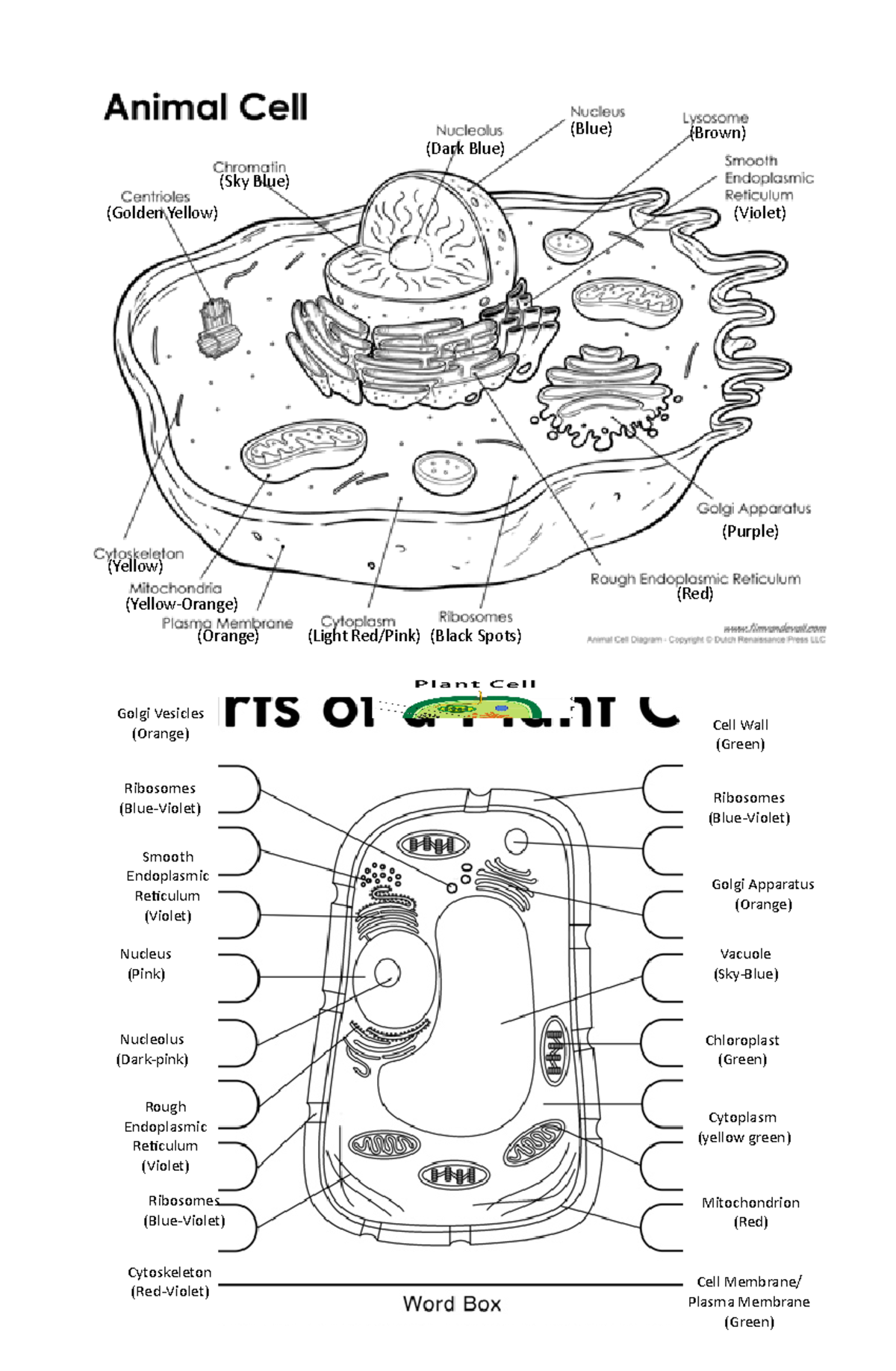Animal and plant cell coloring - (Sky Blue) (Blue) (Brown) (Violet ...