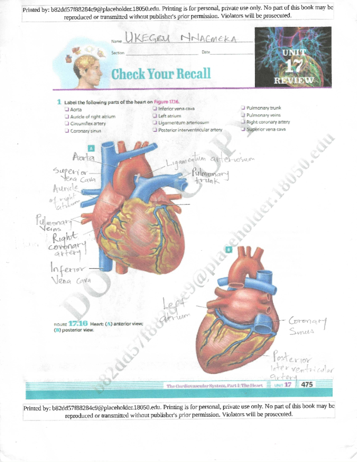 Check your recall cardiovascular 1 - BSC2086L - Studocu