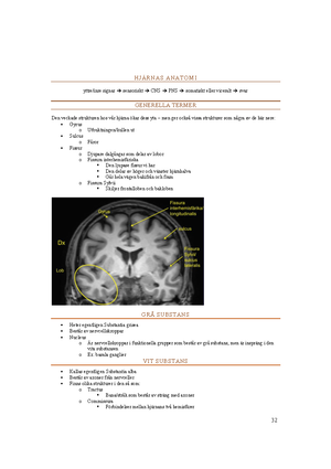Ben muskler - framsida lår - MUSKLER Musklerna ligger i faciea som ...