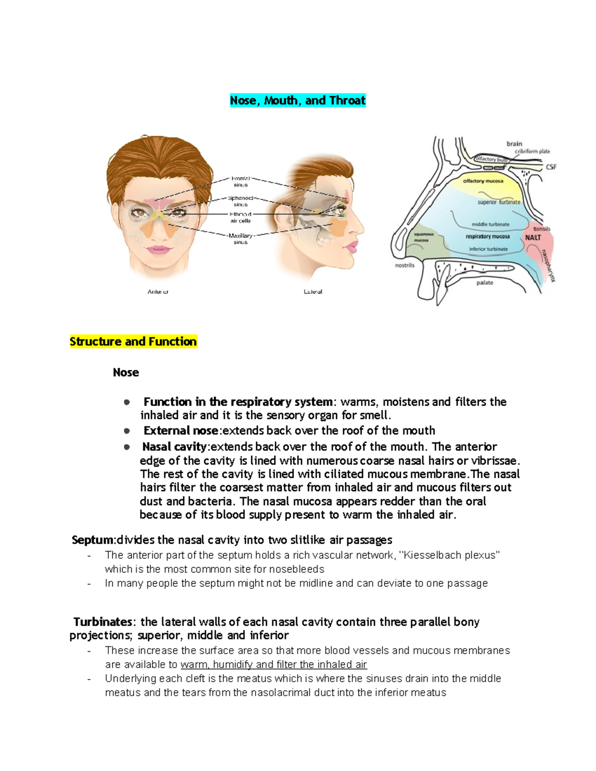 Nose, Mouth, and Throat - Nose, Mouth, and Throat Chapter Structure and ...