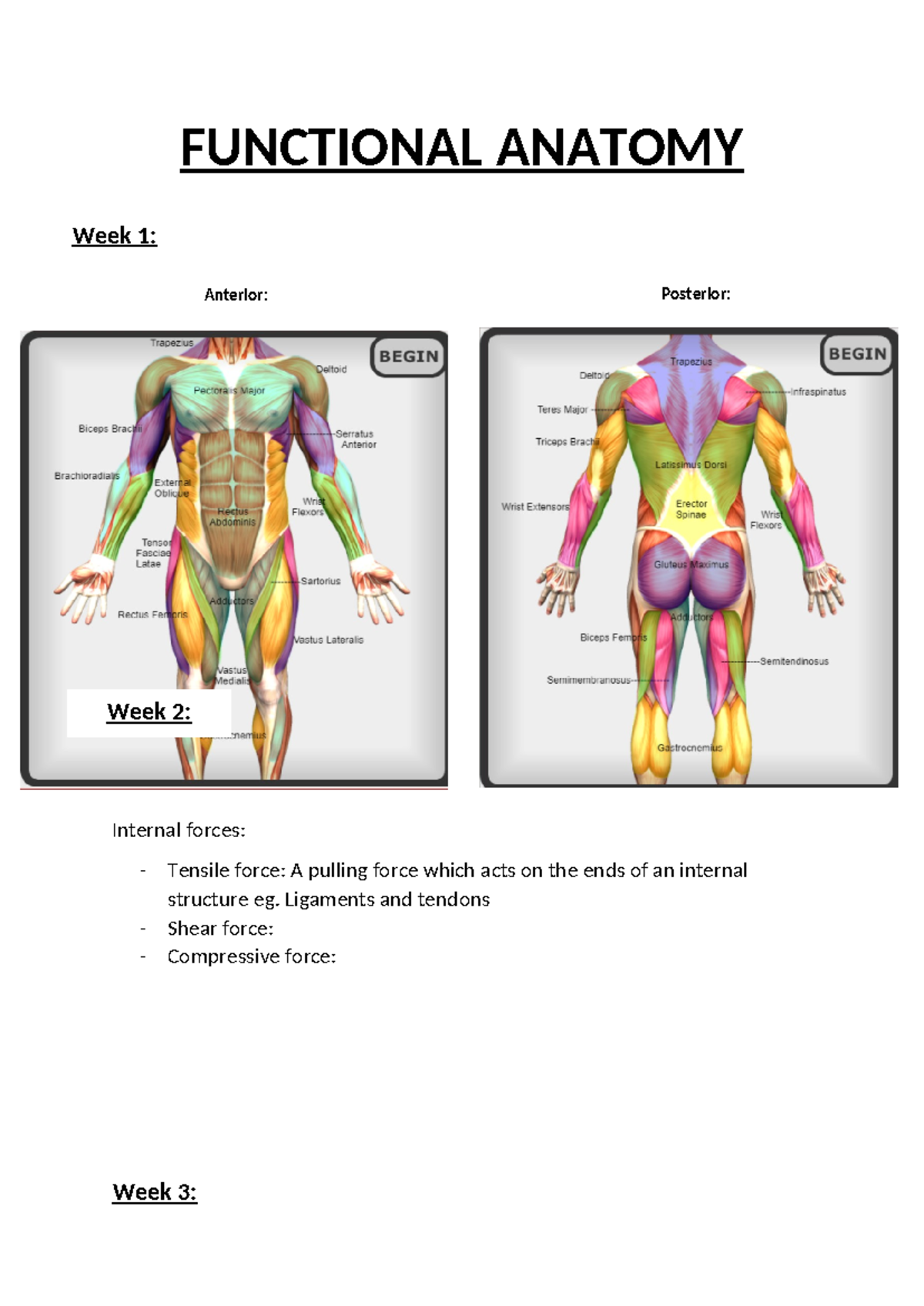 Functional Anatomy Lecture Notes - FUNCTIONAL ANATOMY Internal forces ...
