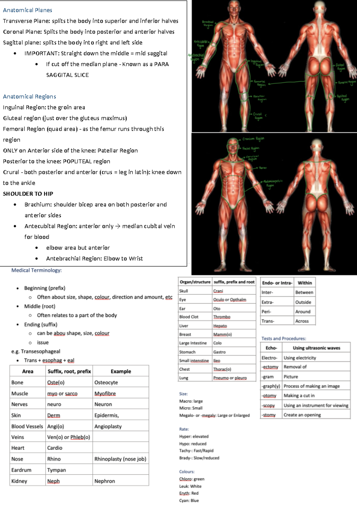 Print this for me first - notes for mid-sem - Anatomical Planes ...