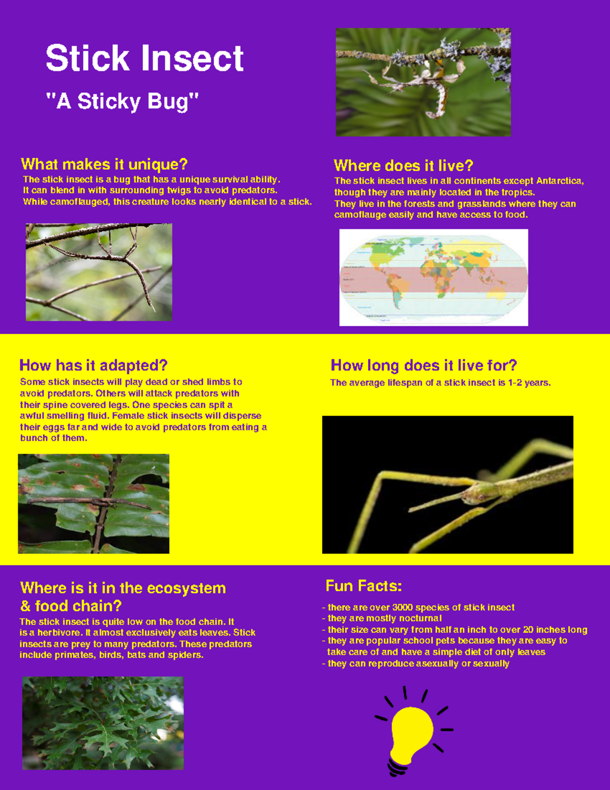 Stick Bug - Here you go. - Stick Insect "A Sticky Bug" What makes it ...