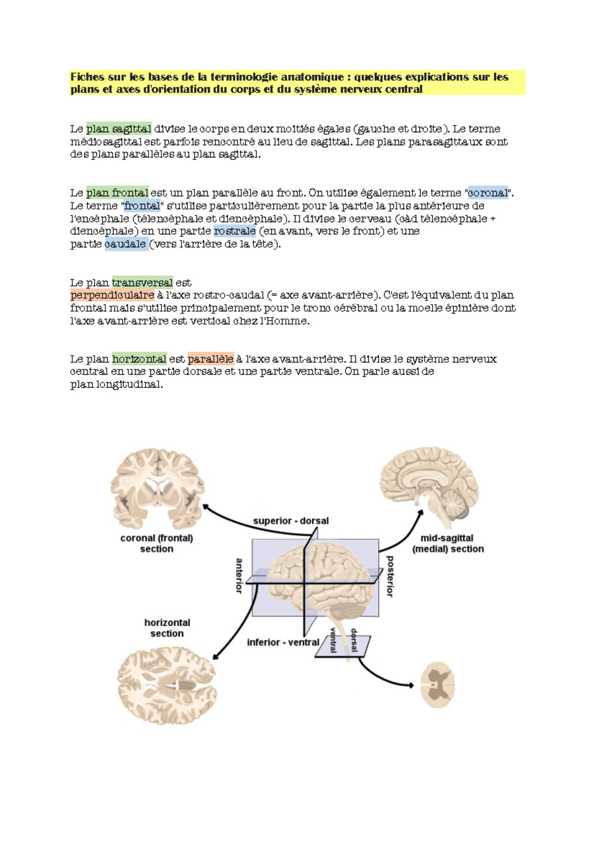 Fiches sur les bases de la terminologie anatomique - Le terme ...