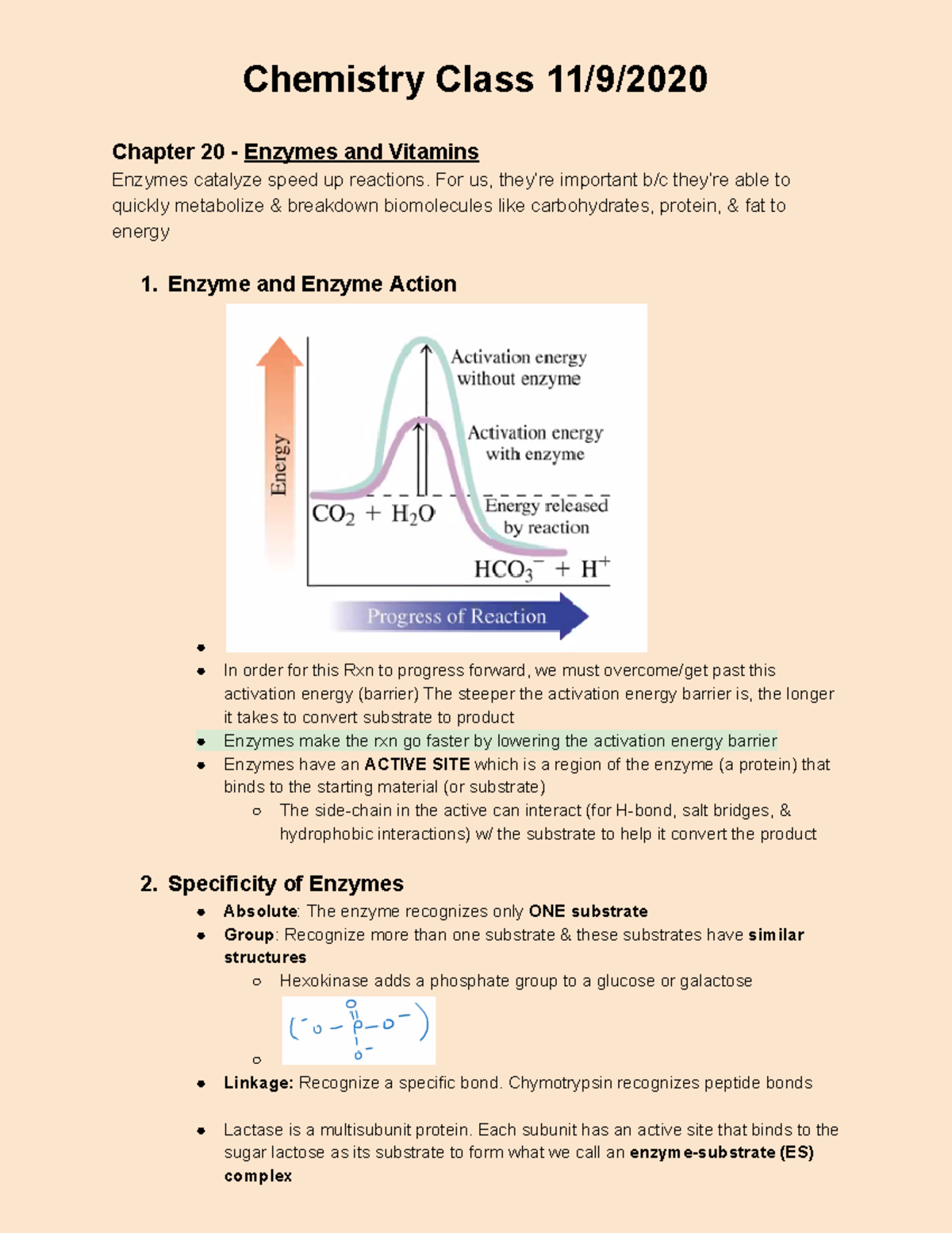 Enzymes and Vitamins - Chemistry Class 11/9/ Chapter 20 - Enzymes and ...