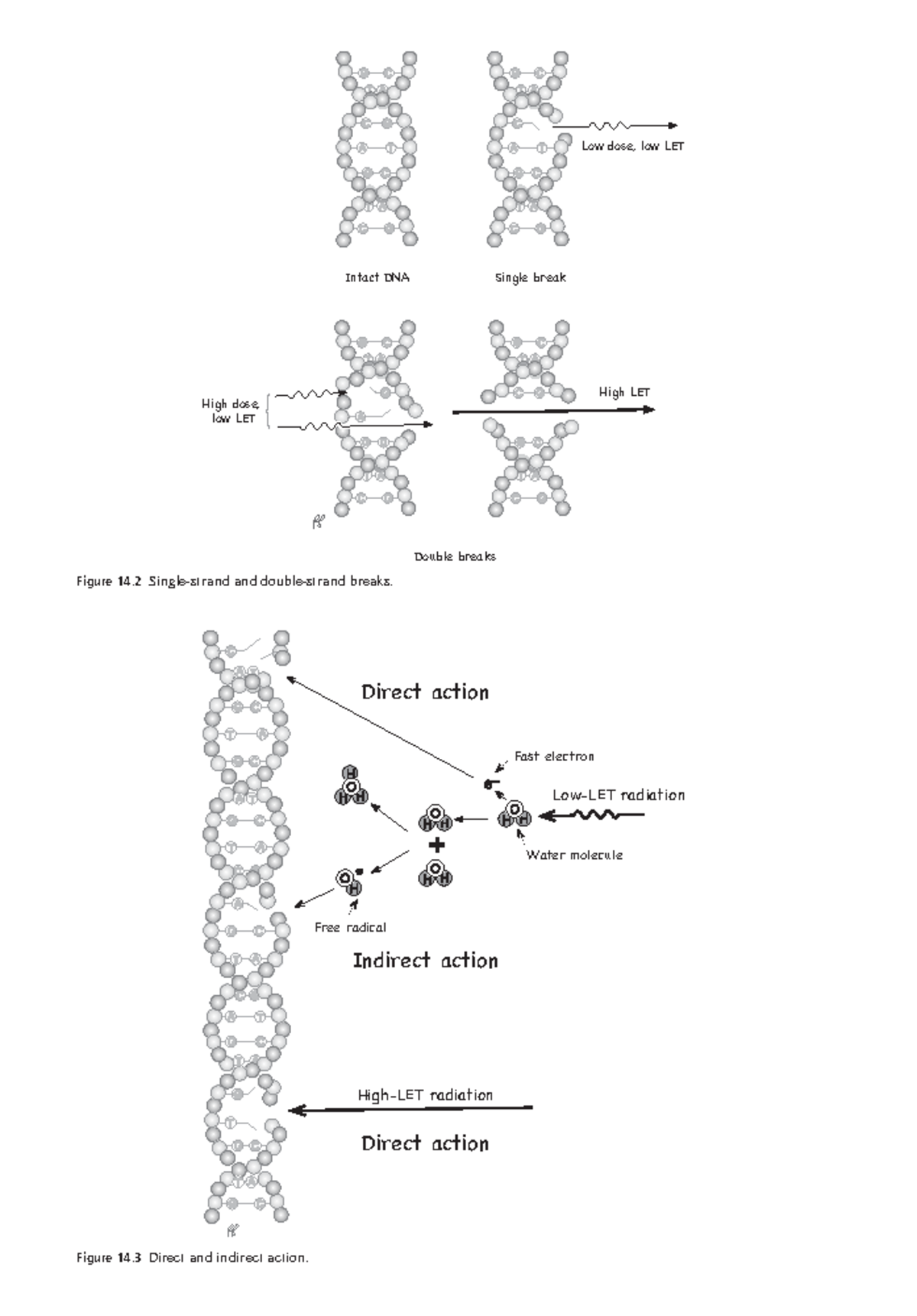 Instrumentation Physics-66 - Figure 14 Single-strand and double-strand ...