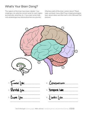 Lobes 4 parts - The Lobes of the Brain. What does each lobe do for us ...