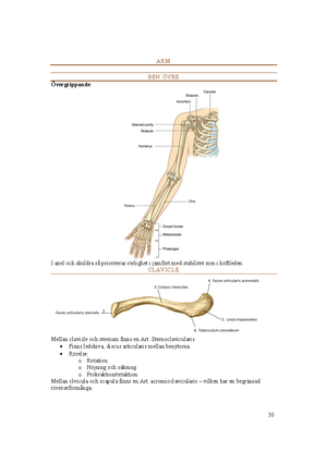 Ben muskler - framsida lår - MUSKLER Musklerna ligger i faciea som ...