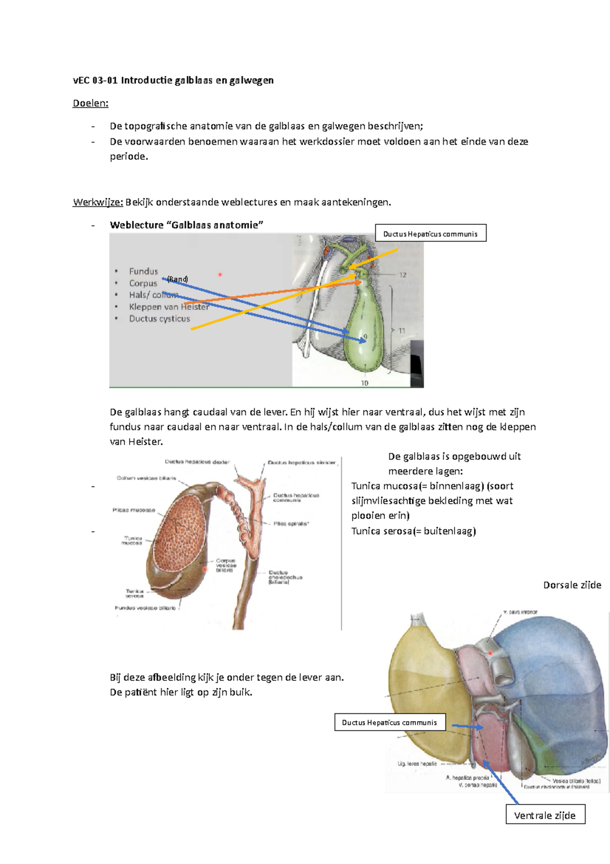 EC Periode 3 Samenvatting Galblaas en Galwegen - vEC 03-01 Introductie ...