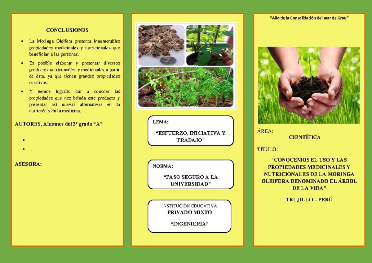 Triptico DE LA Moringa 2 - CONCLUSIONES • La Moringa Oleifera presenta innumerables propiedades ...