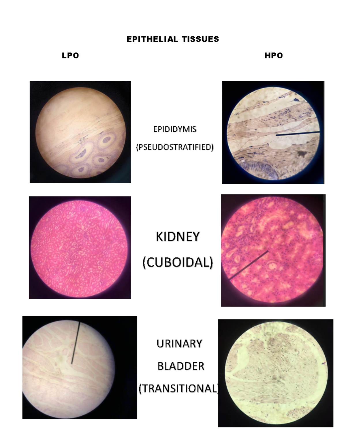 Tissues- Compilation - Foundation of Zoology - EPITHELIAL TISSUES LPO ...