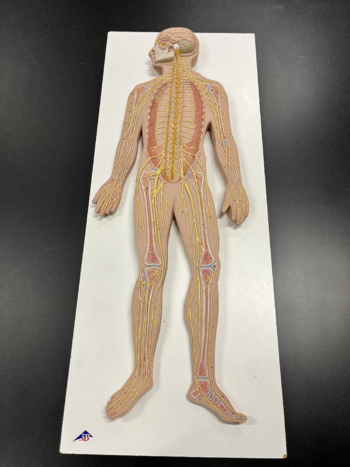 The Nervous System Model (Spinal Nerves) - BIO 172 - Studocu