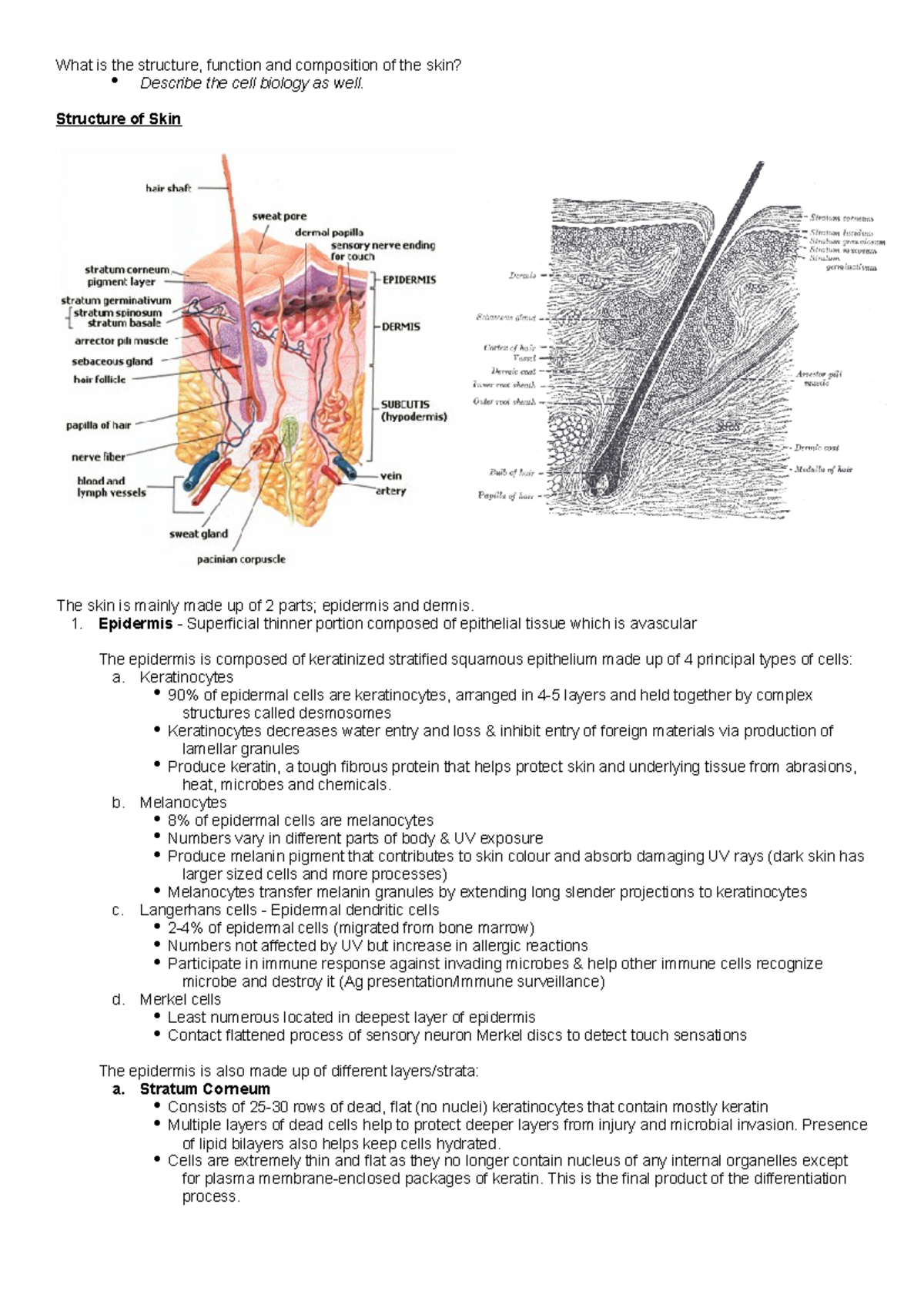 PBL 1 - Skin - Skin 101 - What is the structure, function and ...