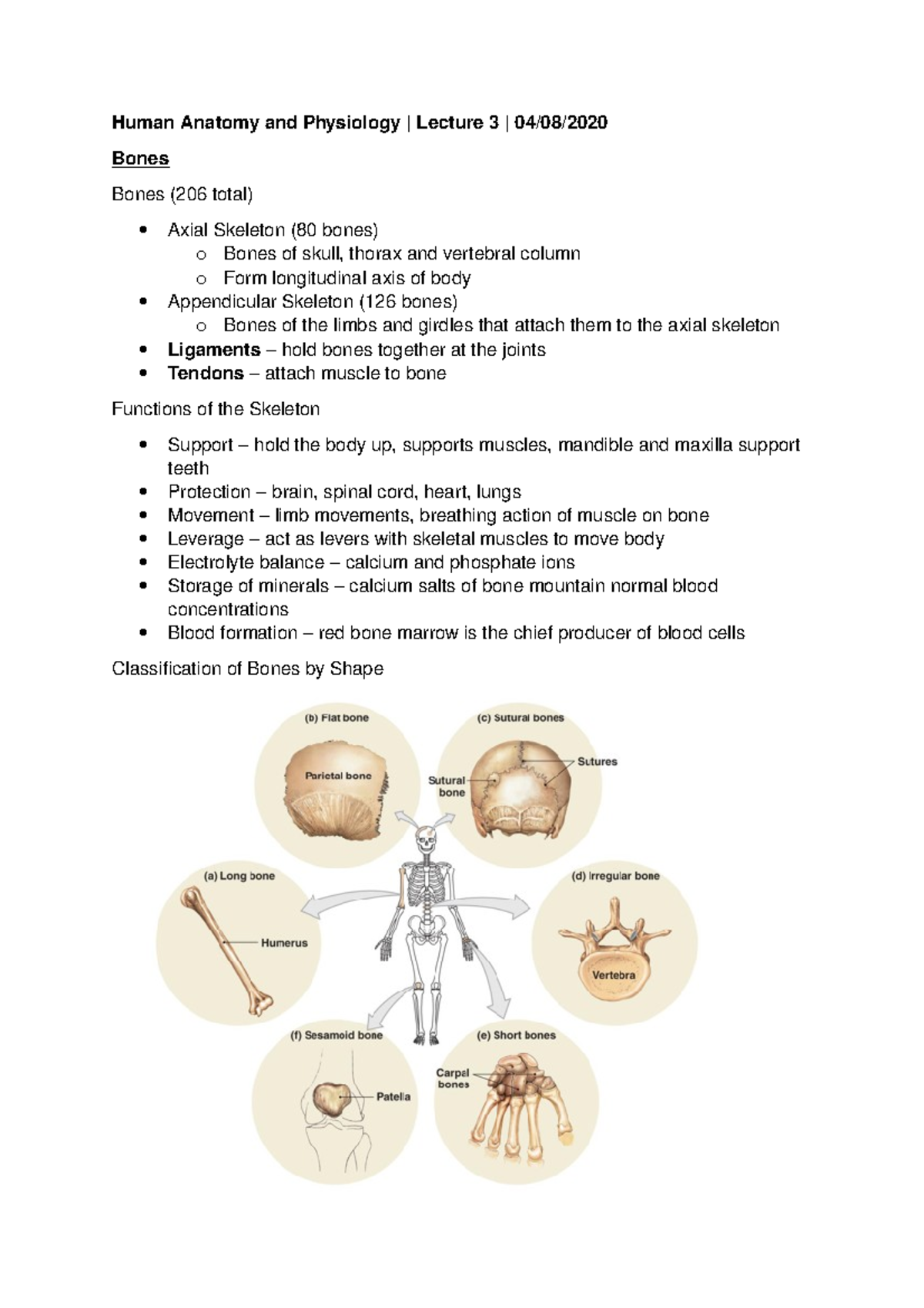 Human Anatomy and Physiology Lecture 3 - Human Anatomy and Physiology ...