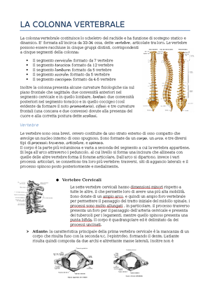 cranio: ossa, articolazioni e muscoli - Cranio organizzazione Presenta ...