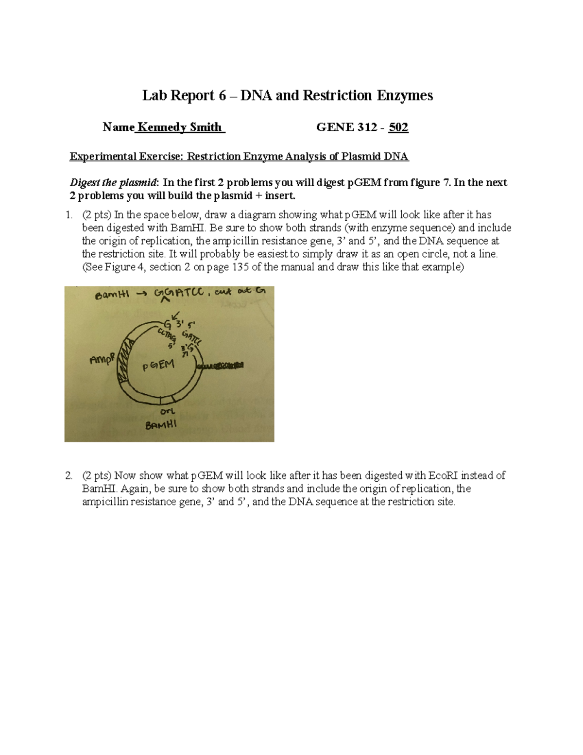 Lab Report 6 worksheets 312 F22 - Lab Report 6 – DNA and Restriction ...