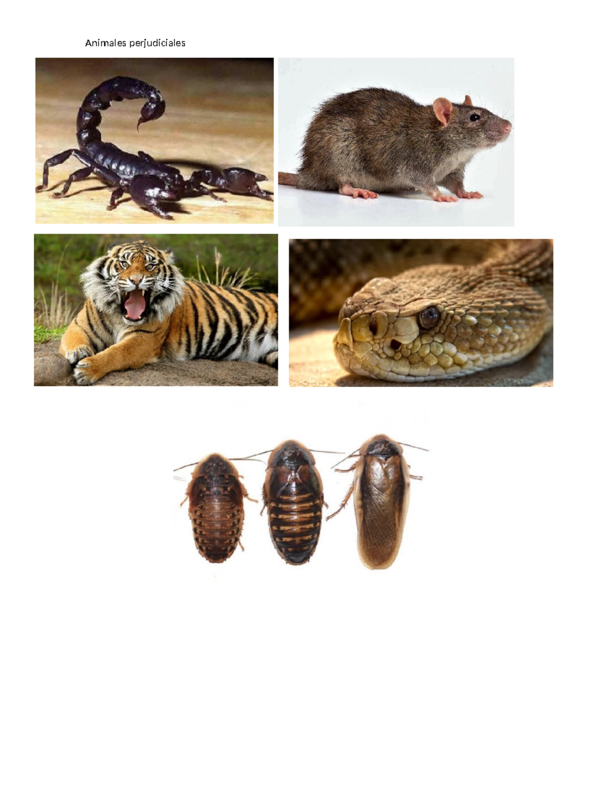 Animales perjudiciales y utiles - p.ej.comunicacion y lenguaje ...