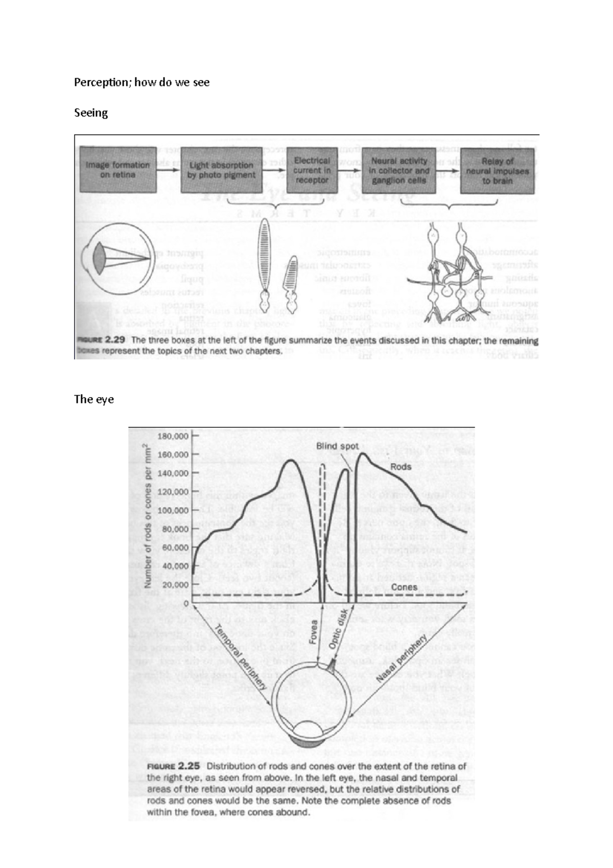 Lecture 3 - how do we see and perception - Perception; how do we see ...