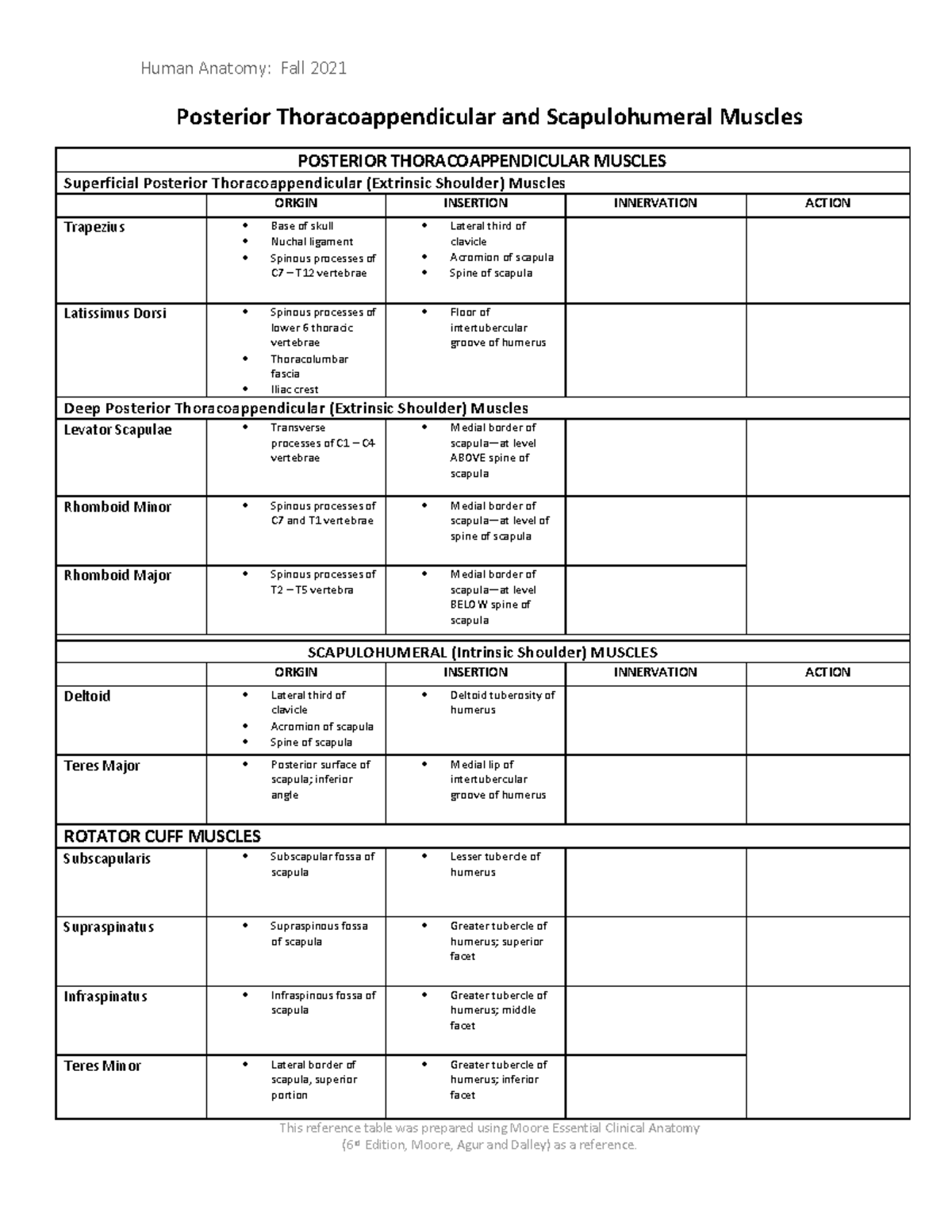 2 Posterior TA and SH Muscles 2 Posterior TA and SH Muscles - Human ...