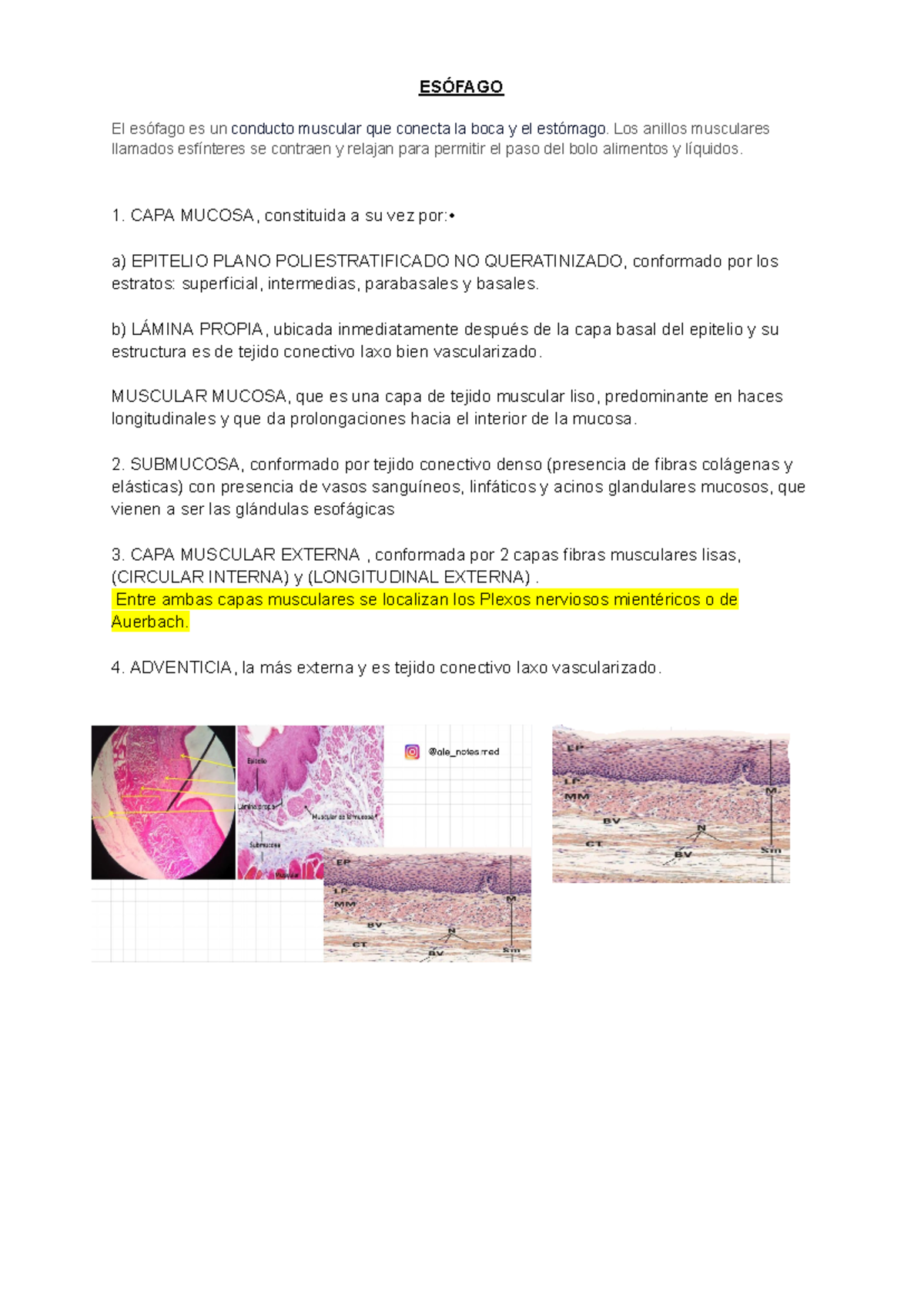 Histo- EXPO - ESÓFAGO El esófago es un conducto muscular que conecta la ...