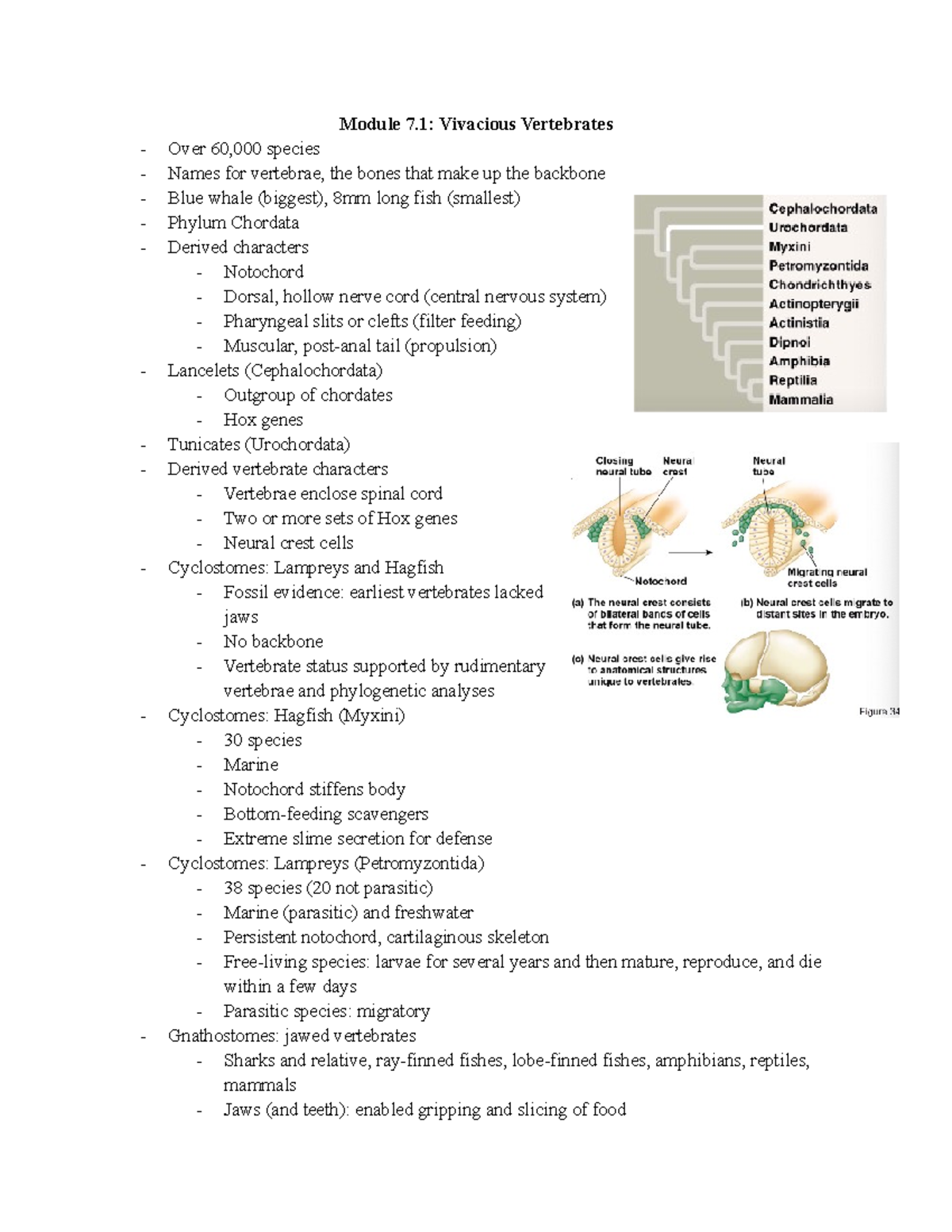 Module 7 Notes (Vertebrates) - Module 7: Vivacious Vertebrates Over ...