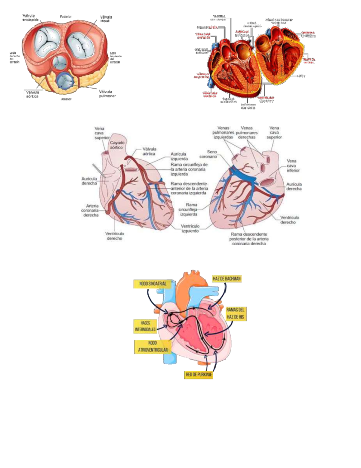 Anatomia 2 - informe de anatomía básica - Anatomía - Studocu