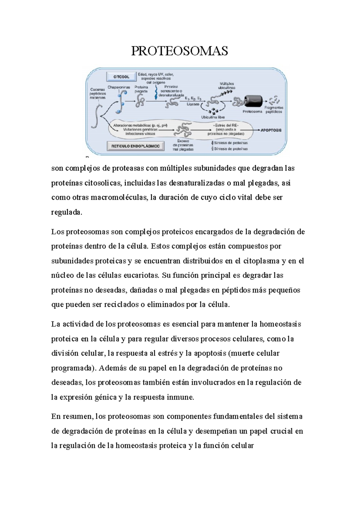 Proteosomas - Organelo - PROTEOSOMAS son complejos de proteasas con ...