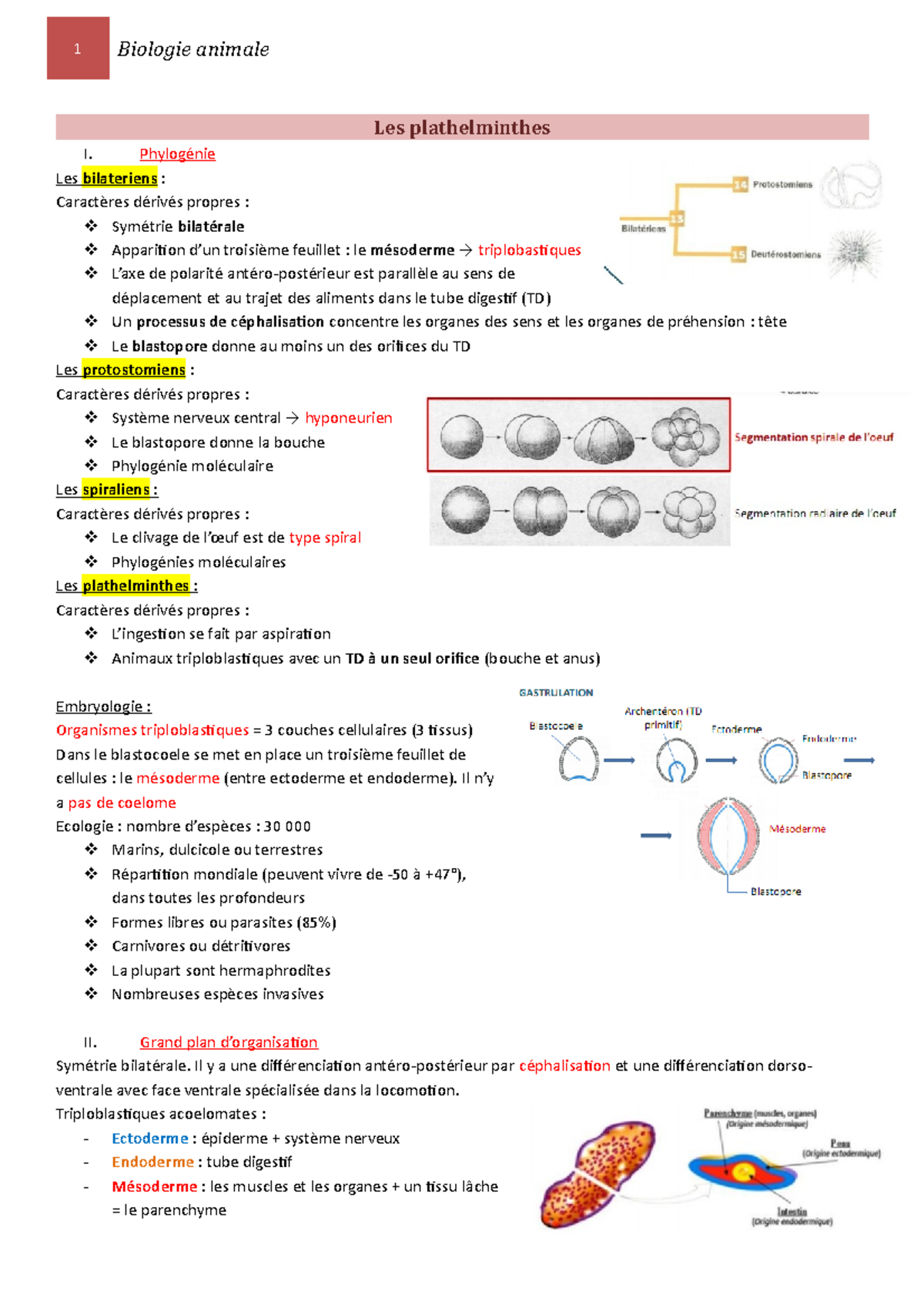 Les plathelminthes - Phylogénie Les bilateriens : Caractères dérivés ...
