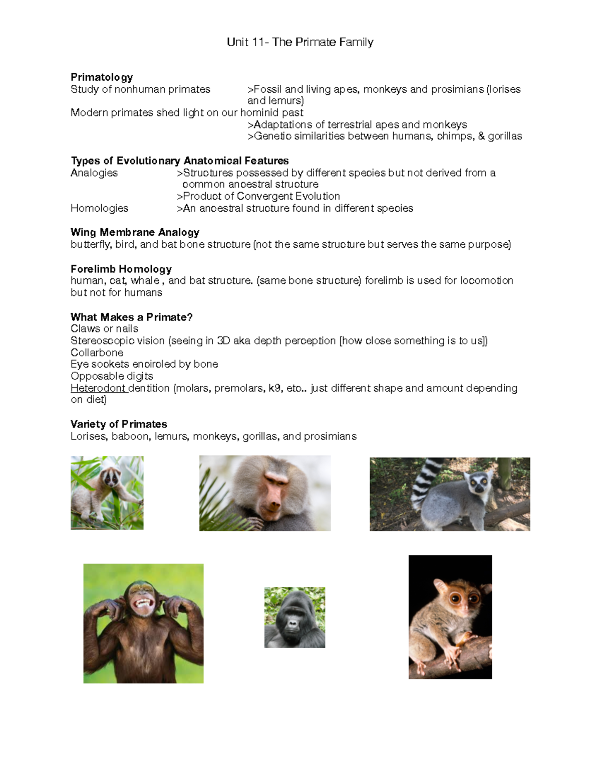 Unit 11- The Primate Family - Unit The Primate Family Primatology Study ...