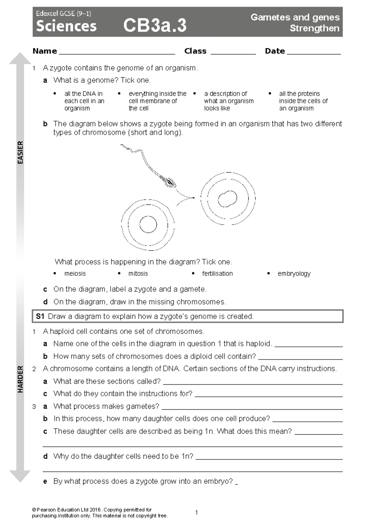 2 - Meiosis Worksheet - CB3a. Name Class Date 1 A zygote contains the ...