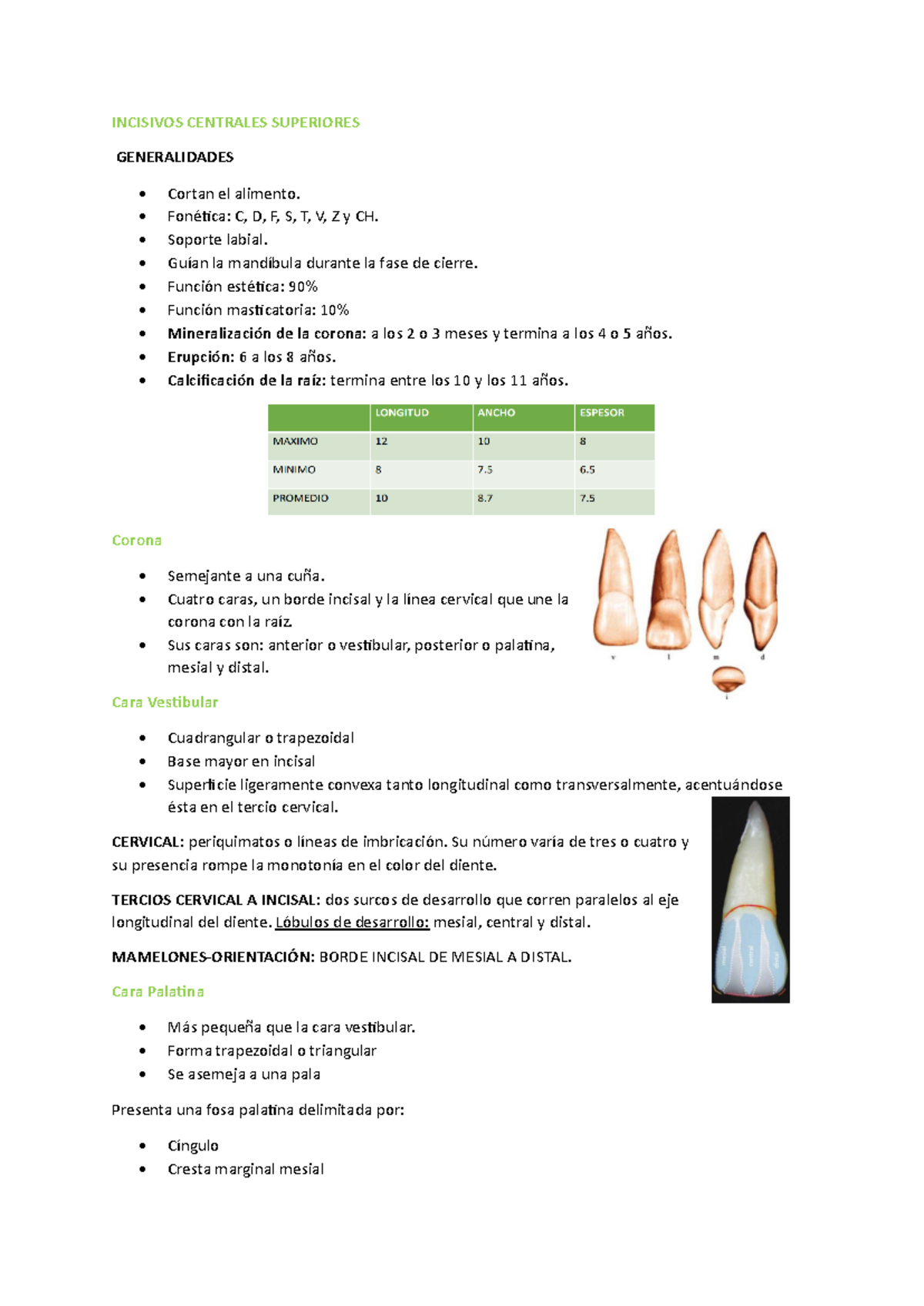 Dientes Anteriores - Oclusion y morfología dental - INCISIVOS CENTRALES ...