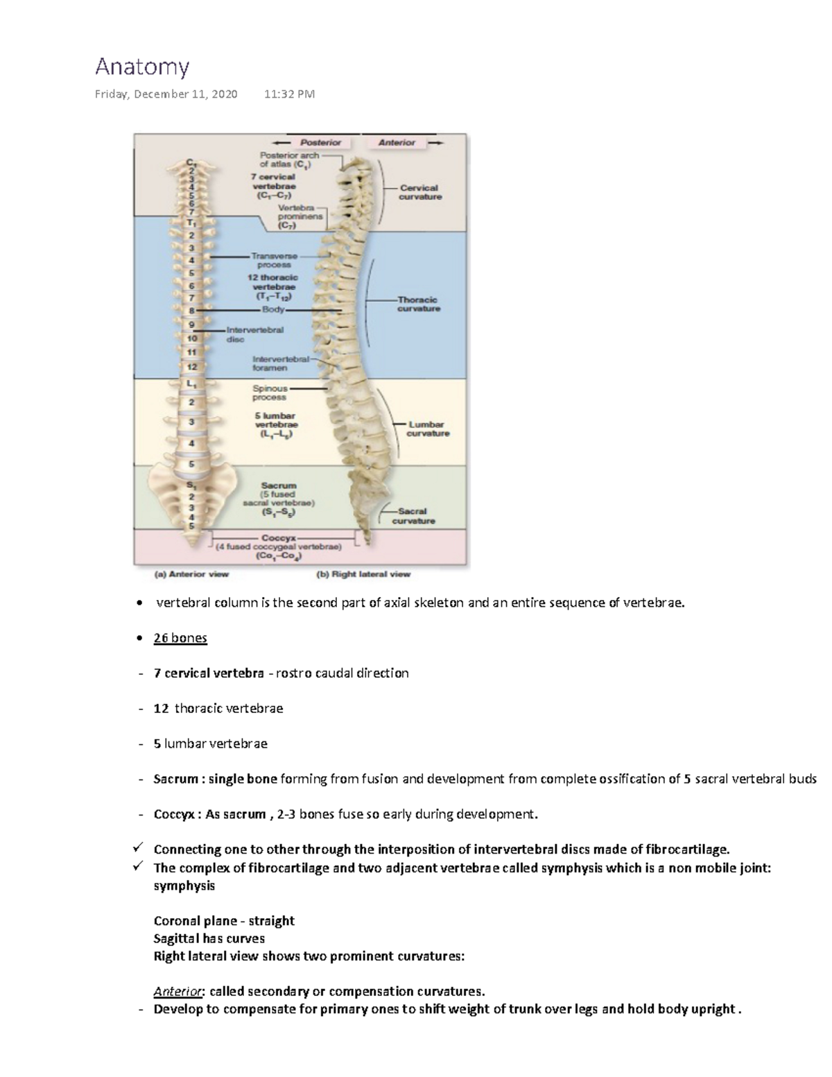 Vertebral column - Lecture notes 4 - ͻ - Studocu