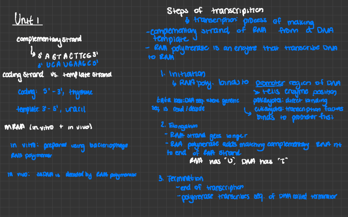 Final Exam Review - Steps of transcription Unit I transcription ...