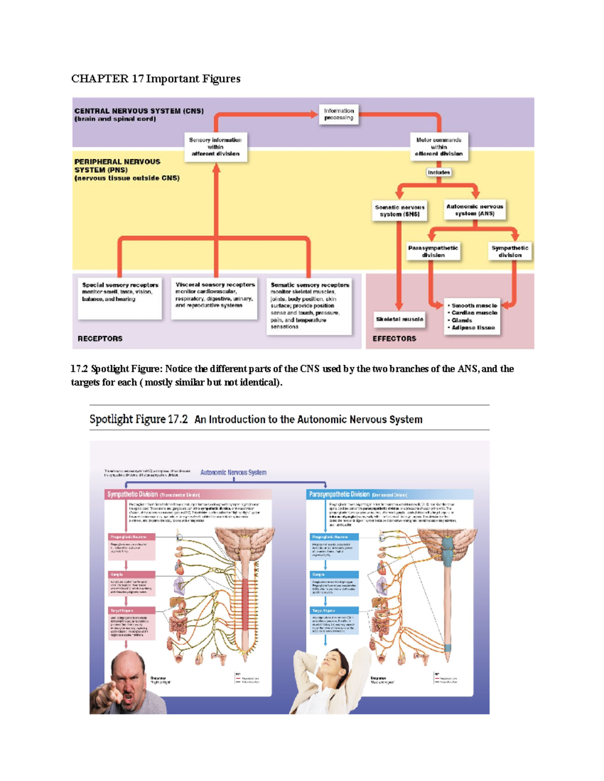 CH 17 Q AND A - Summary Fundamentals Of Human Anatomy - CHAPTER 17 ...