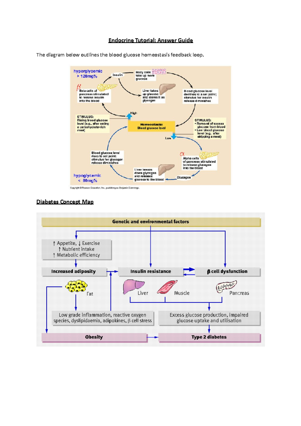 Endocrine Student Answer Guide - Endocrine Tutorial: Answer Guide The ...