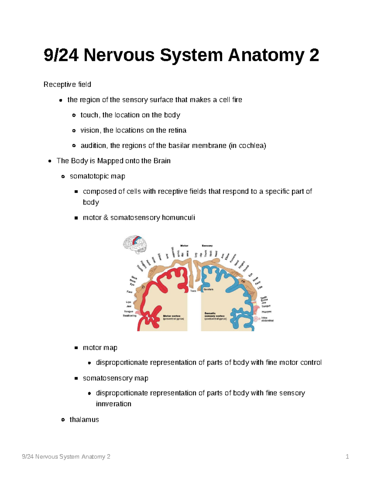 Nervous System Anatomy 2 - Studocu