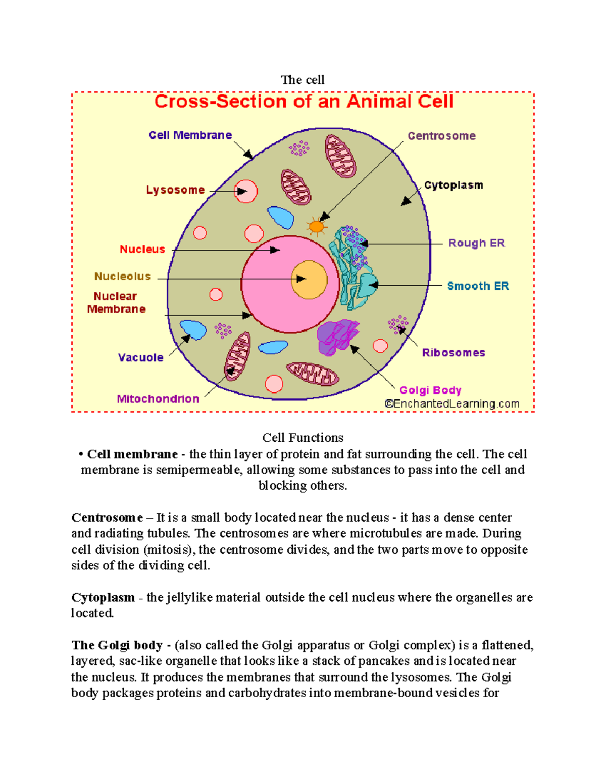 The cell - Lecture notes explain the different organelles within a cell ...