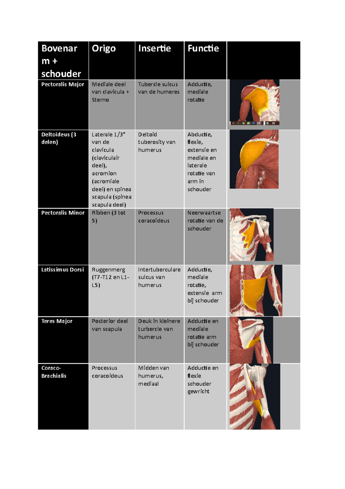 Tabel skeletspieren - KT1 - Bovenar m + schouder Origo Insertie Functie ...