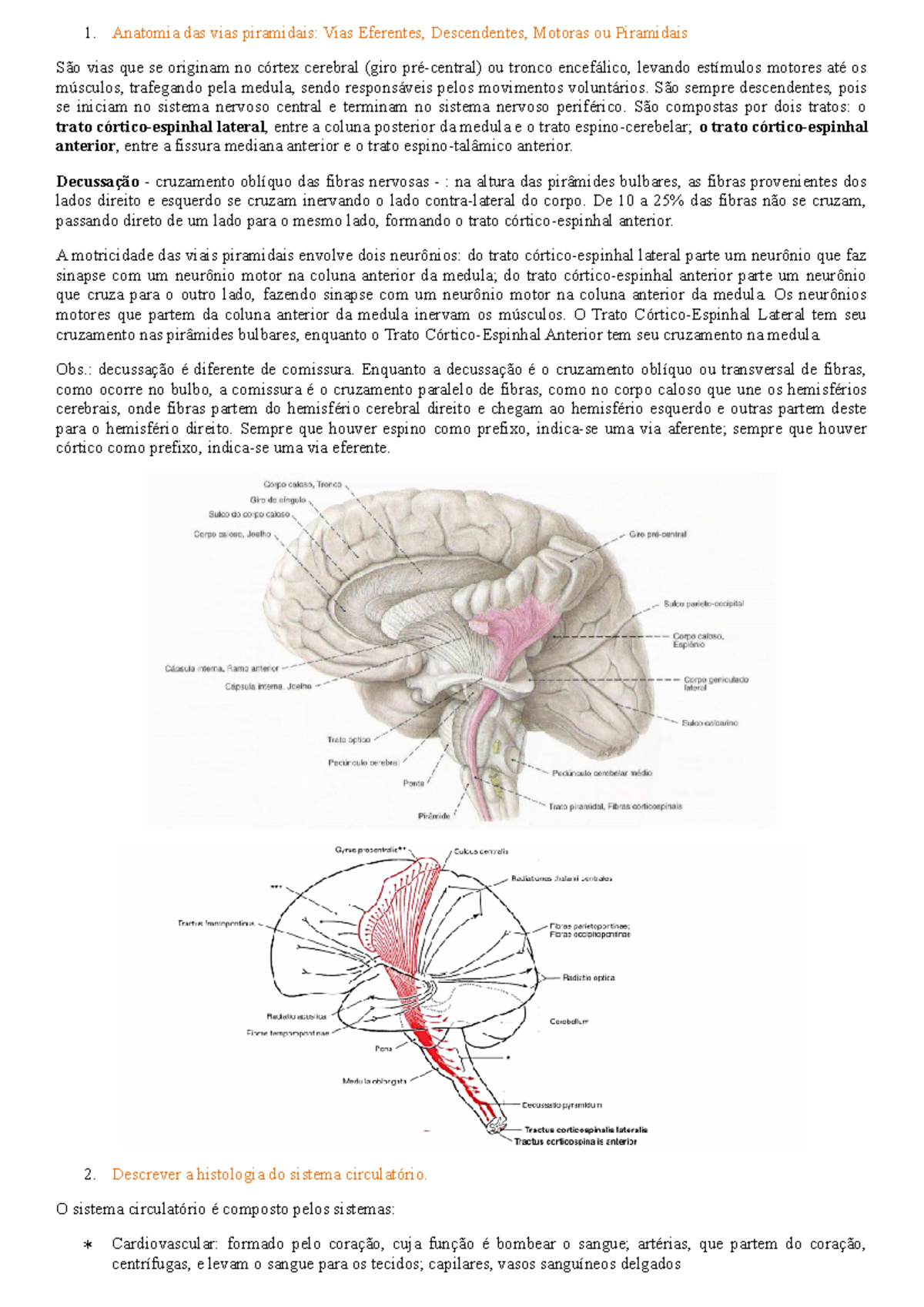 Tutoria 6 - Anatomia das vias piramidais: Vias Eferentes, Descendentes ...