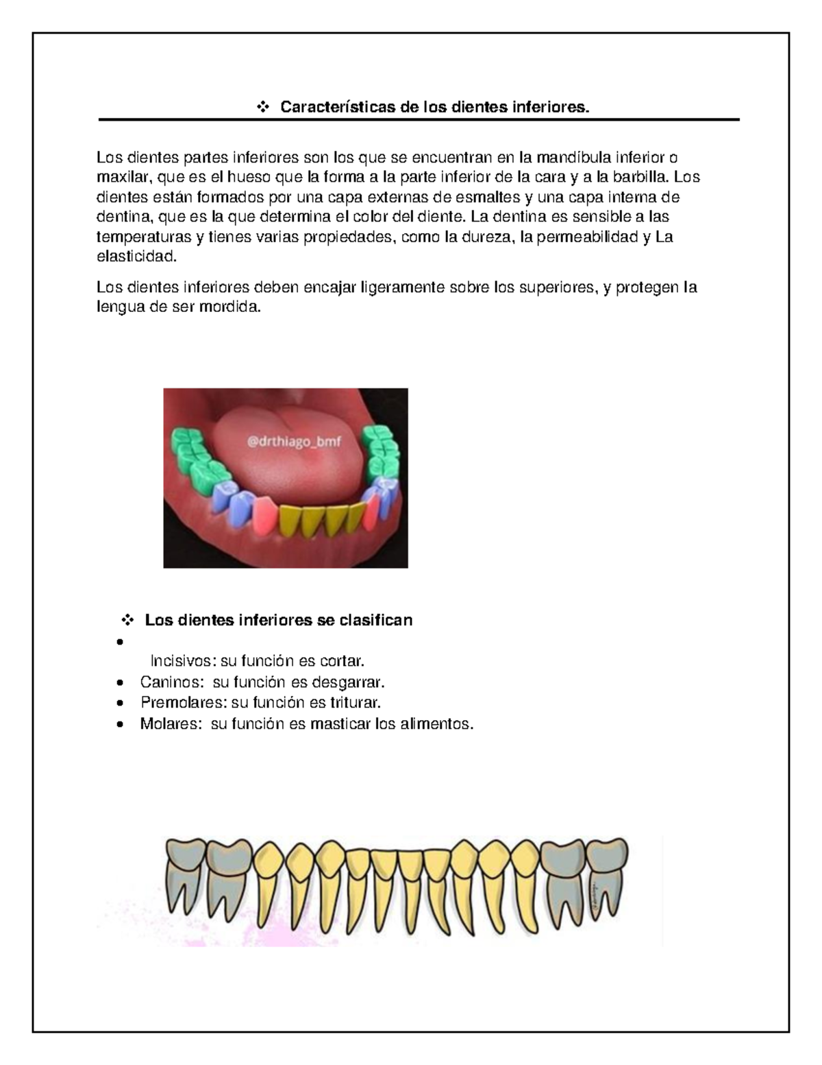 Características de los dientes inferiores - Los dientes partes ...