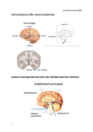 Lezione 1 - IL Sistema Motorio - IL CONTROLLO MOTORIO I movimenti ...