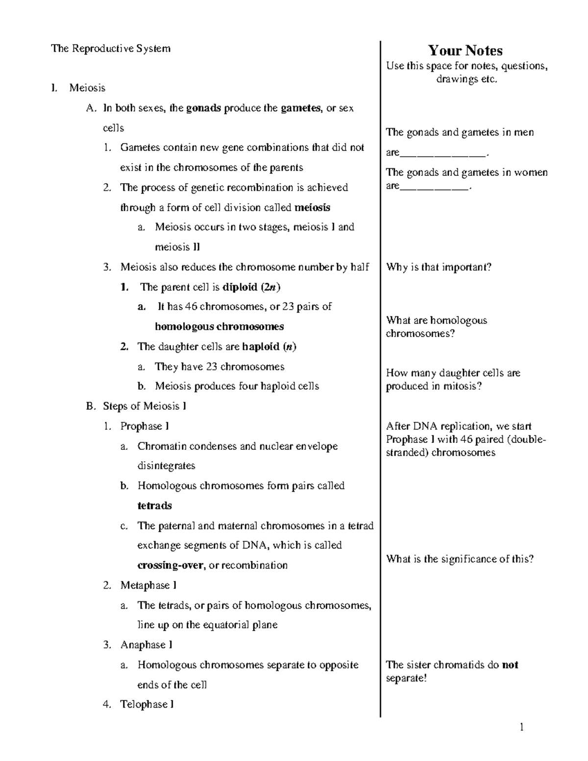The Male Reproductive System handout - The Reproductive System I ...